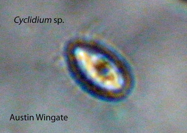 AWINGATE BIO111