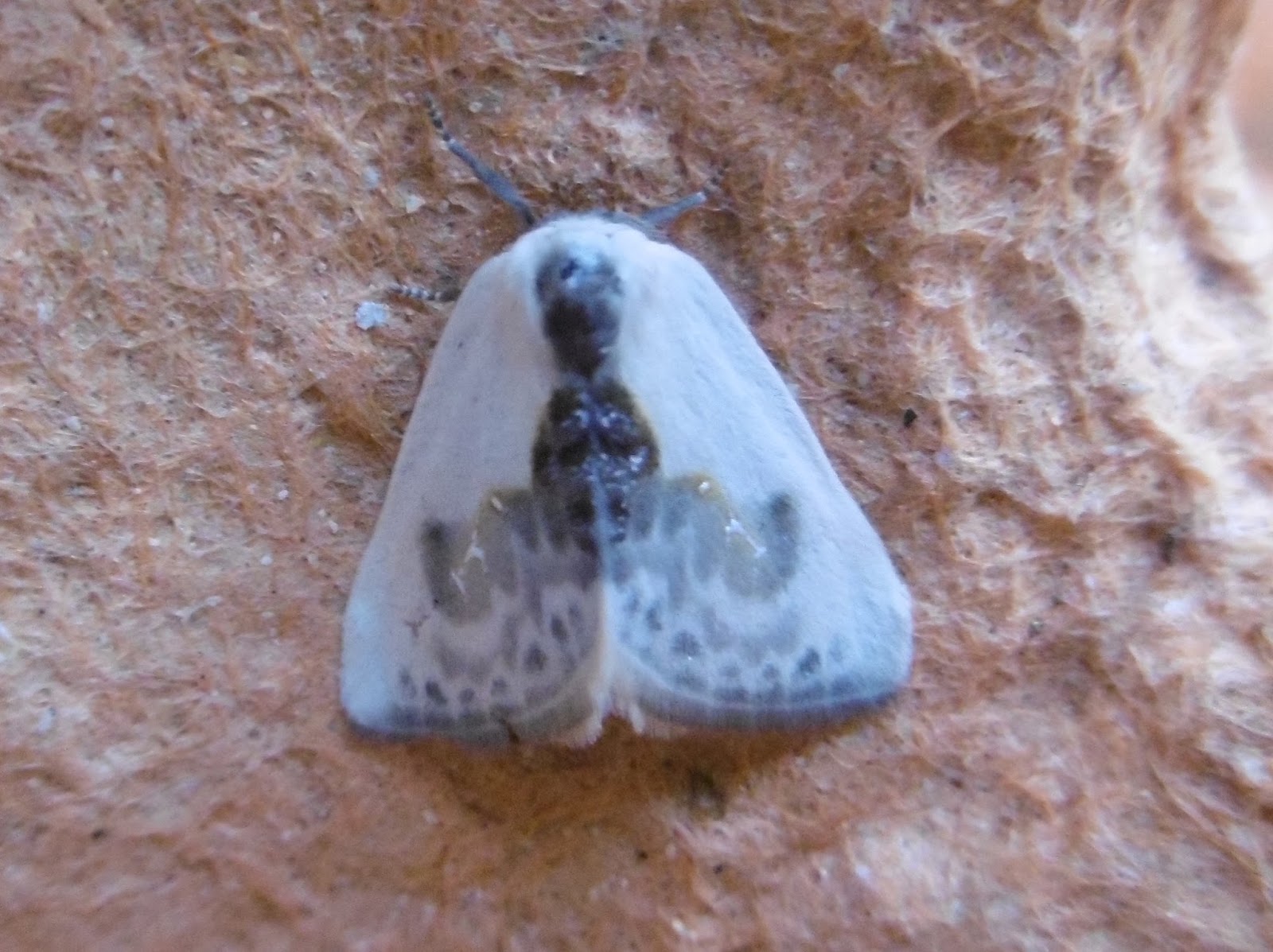 Martin's Moths: Pea or paw?
