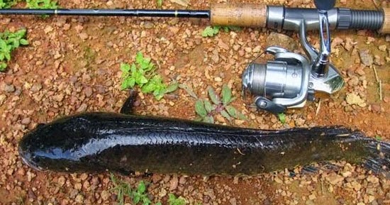 6 Umpan Ikan Gabus Terlengkap Ampuh Untuk Pemula