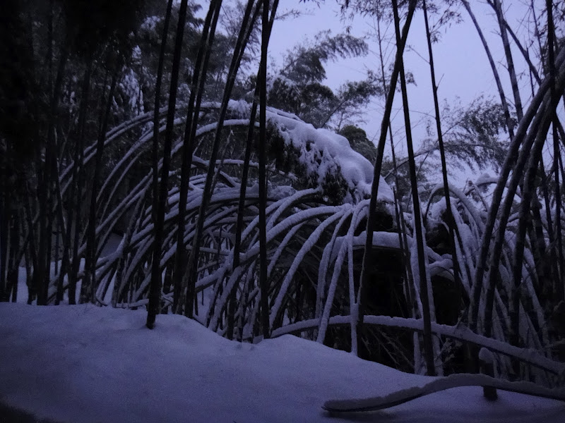 The New Normal: Winter in the Bamboo Forest