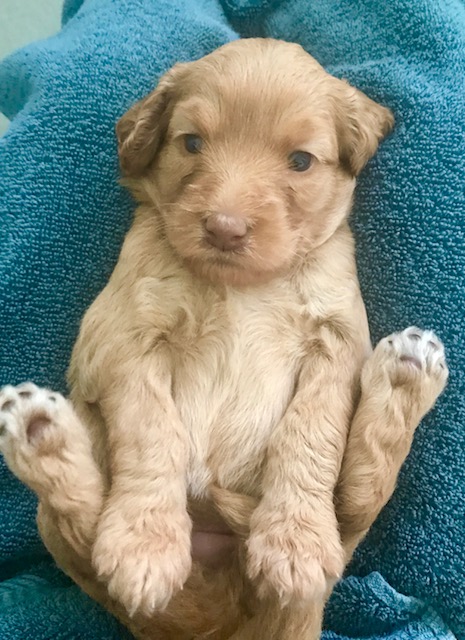 Golden Gate Labradoodles: Authentic Australian Labradoodles