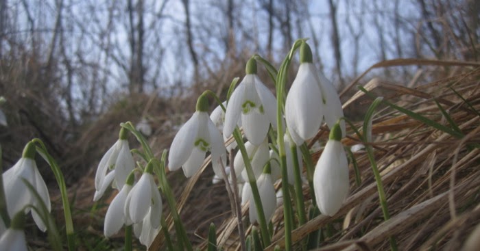 Above the River: Snowdrops and mist