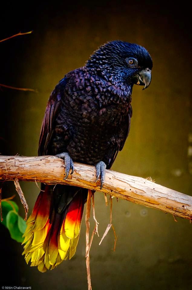 MoRiz's Birds Region: Black Lory ( Chalcopsitta Atra)