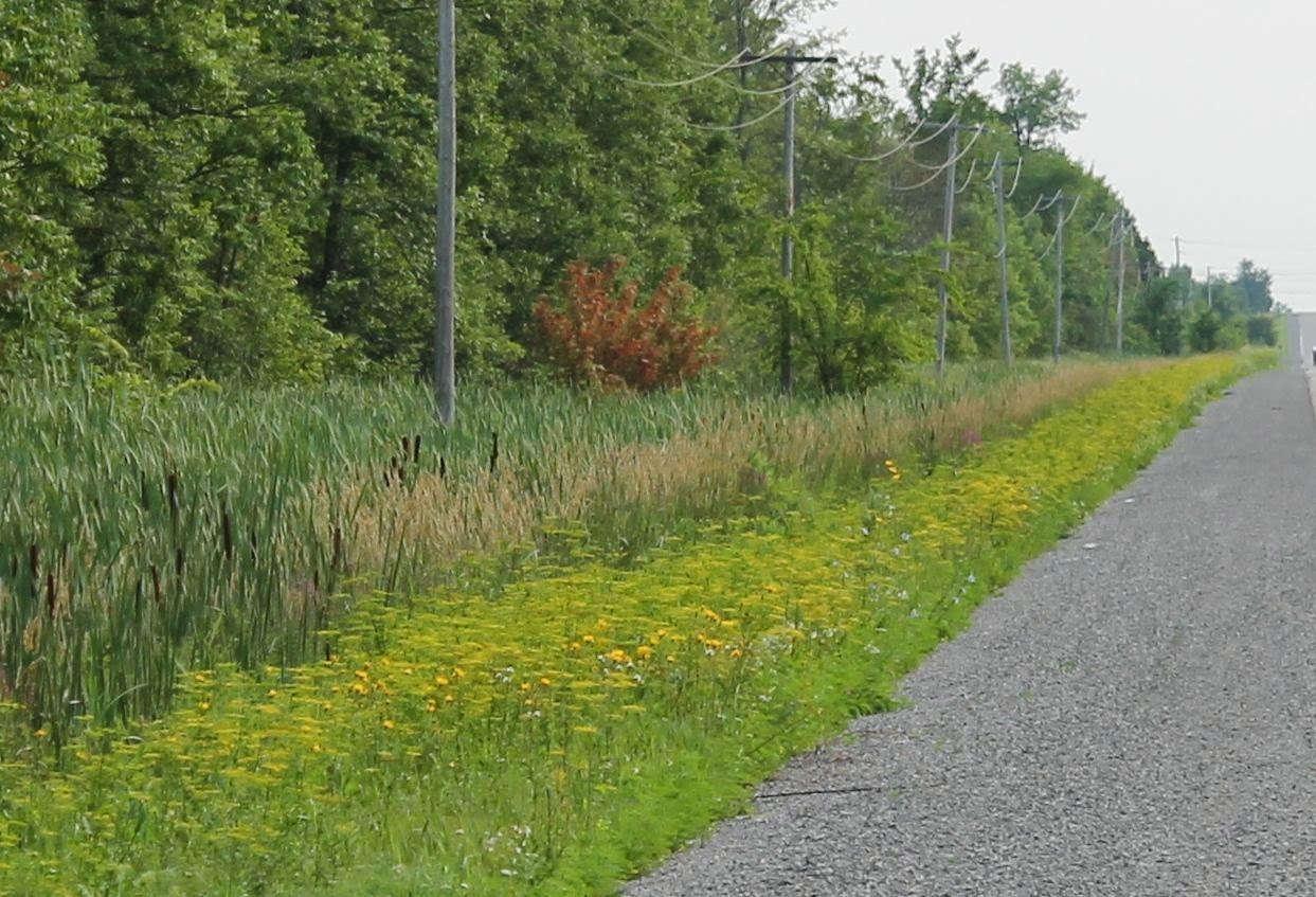 Reflections From Crumbly Acres Wild Parsnip Abounds In Ontario Ditches