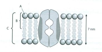 #27 Summary of Cell membrane | Biology Notes for A level