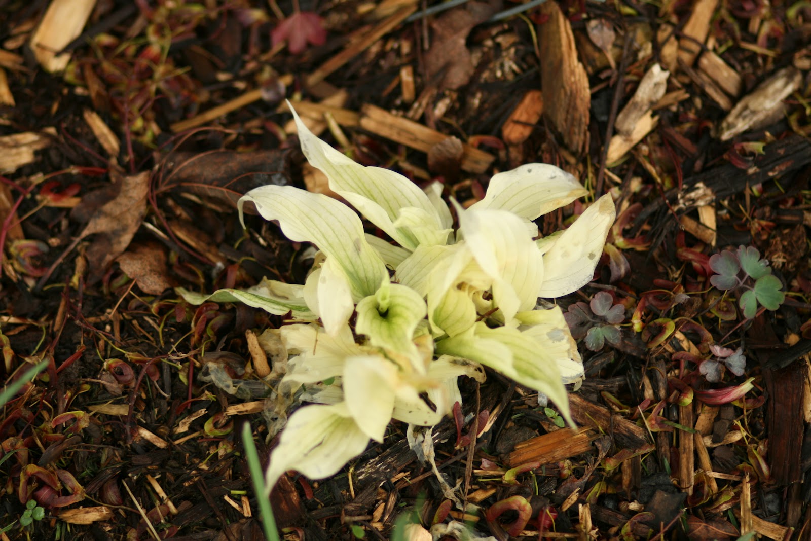 Cheesehead Gardening: Frost Damage on Hostas