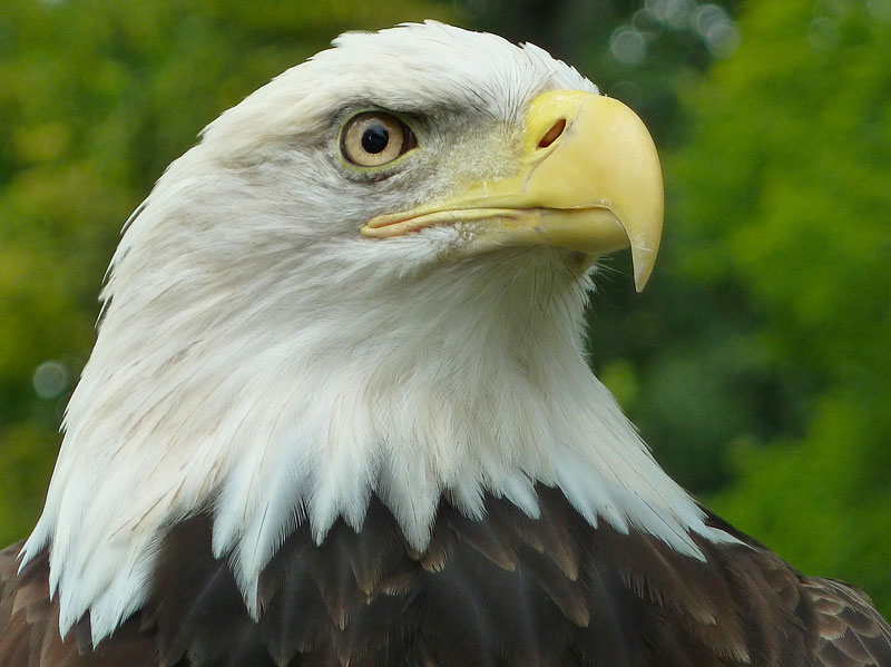 Red and the Peanut: Close-up photos of an American Bald Eagle...great ...