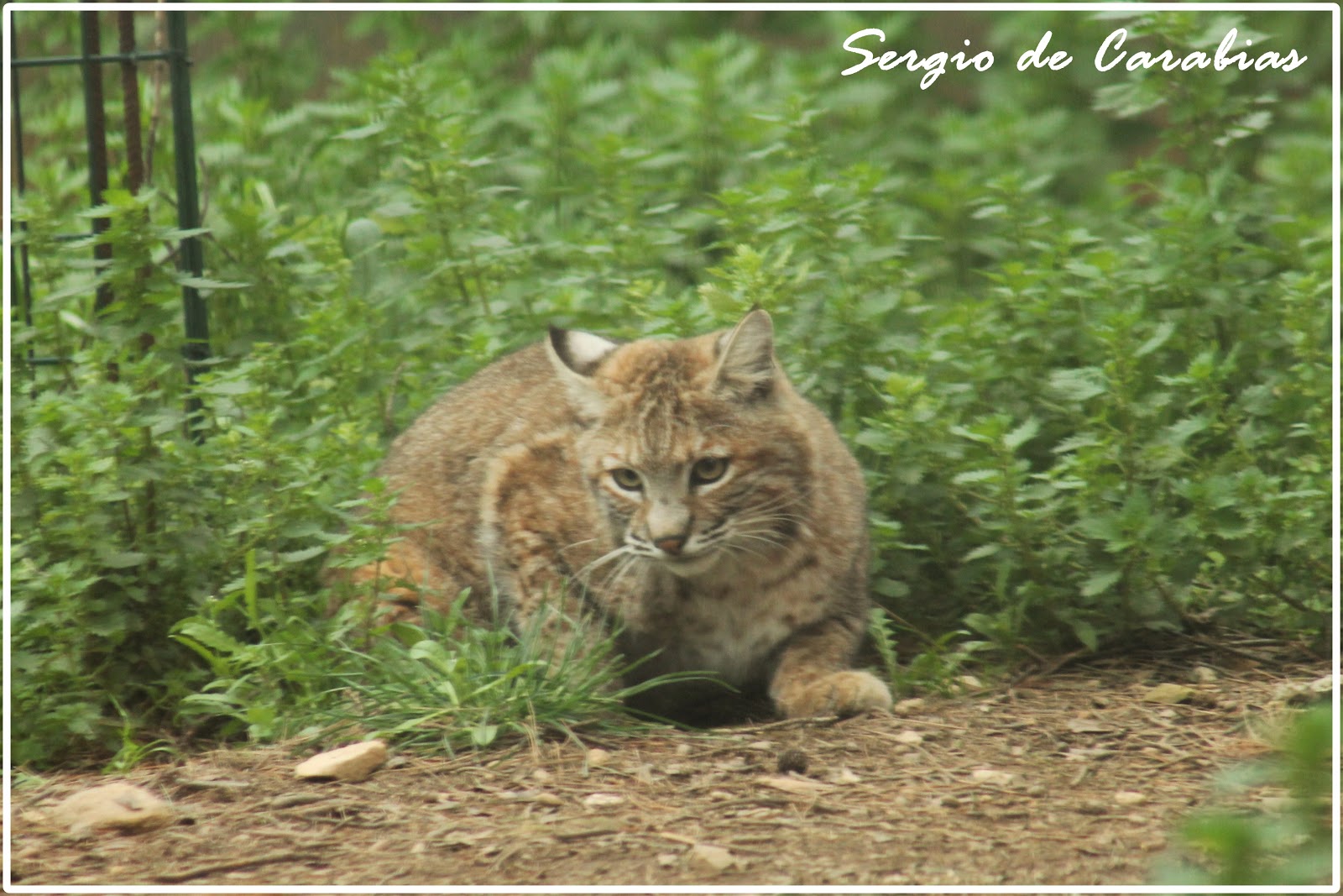 Aprendiz de biólogo y de artista: Zoo Municipal de Guadalajara II ...