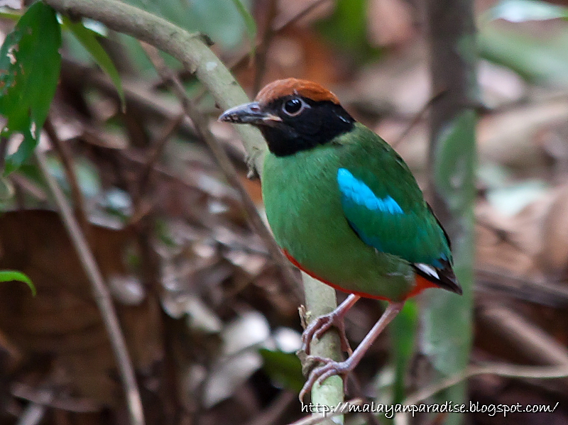 SOUTH EAST ASIA BIRDS - Malaysia birds paradise: March 2012