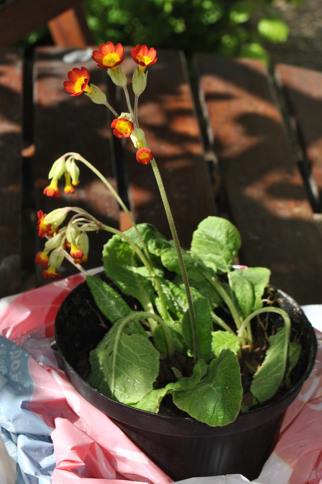 MIAS HAGELIV: Brr... jeg fryser