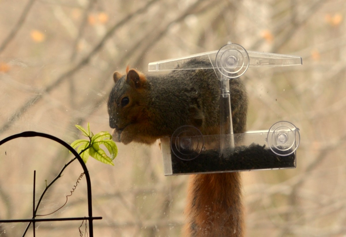 Woods Walks and Wildlife: March 2015