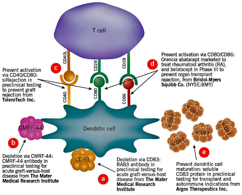 Bio prof. Viviane: TIPOS DE CÉLULAS DENDRÍTICAS