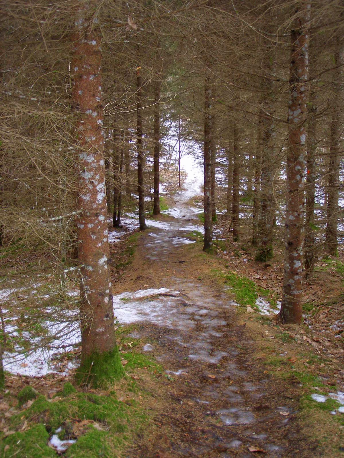 Gara pastaiga Pokaiņu mežā