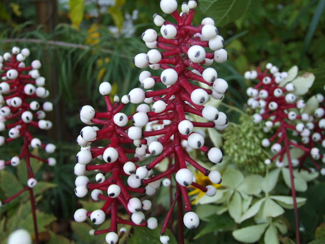 THE EYEBALL PLANT - Actaea pachypoda |The Garden of Eaden