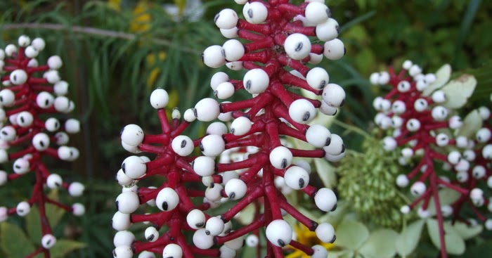 THE EYEBALL PLANT - Actaea pachypoda |The Garden of Eaden