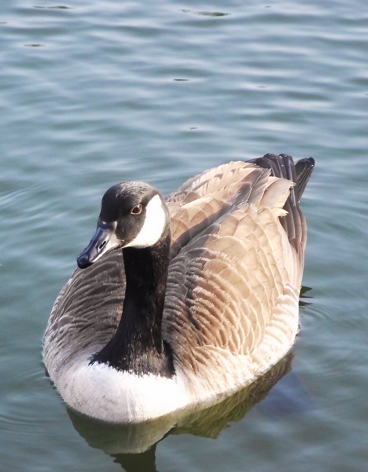 Tales, Tails and Feathers of New York -- PCA: "What's Good for the ...