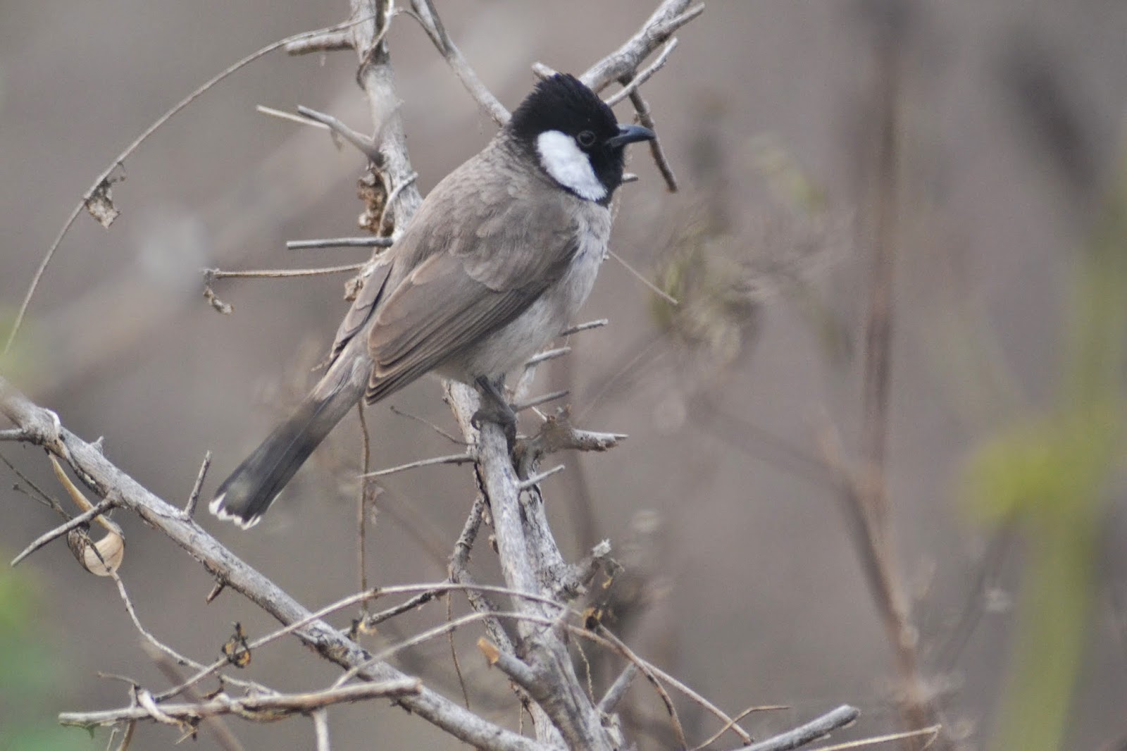 Iseebirds: The White-eared Bird is a Bulbul