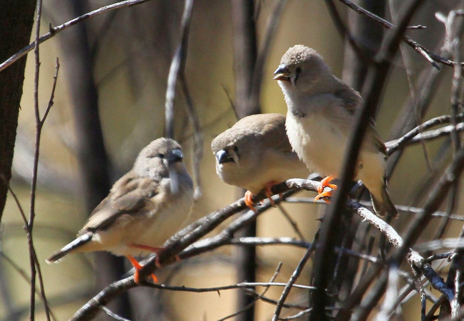 Richard Waring's Birds of Australia: The smaller birds - Zebra Finch ...