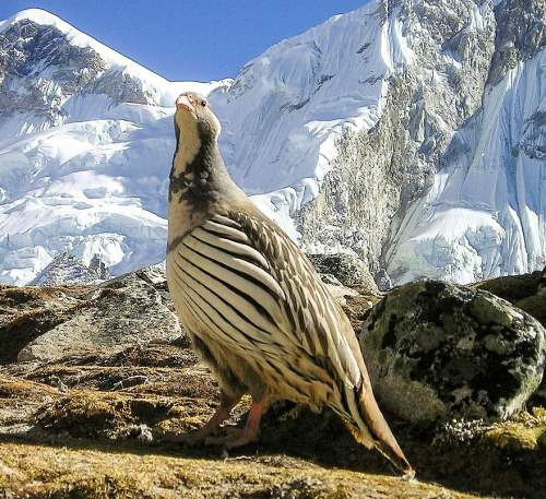 Tibetan snowcock photos | Birds of India | Bird World