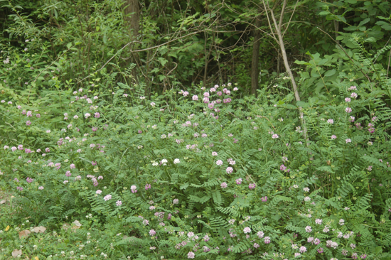 Michigan Wildflowers 2012: June 11: Crown Vetch -- A plant with ...