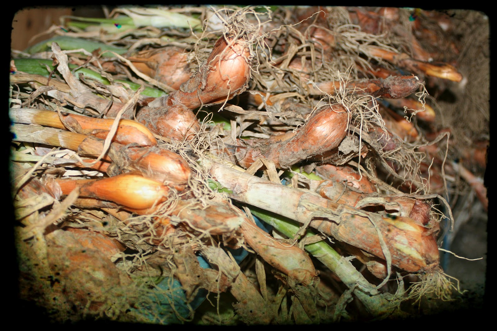 honey bees & apple trees