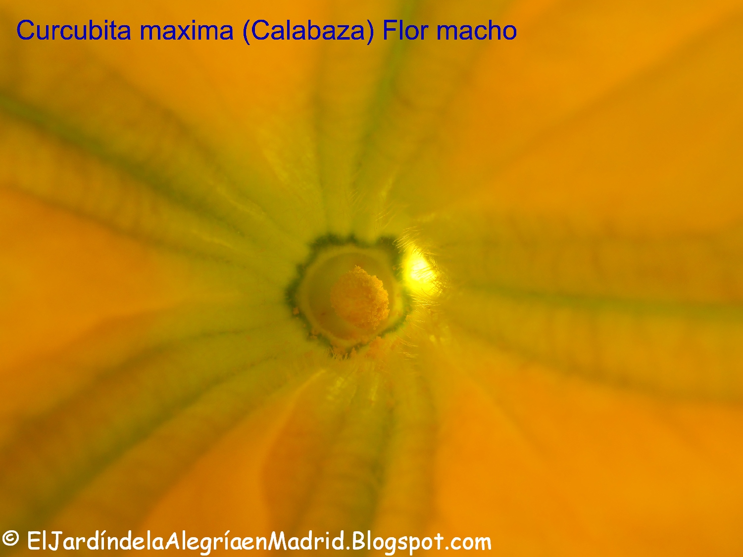 El jardín de la alegría : Flores macho y hembra de Curcubita maxima ...