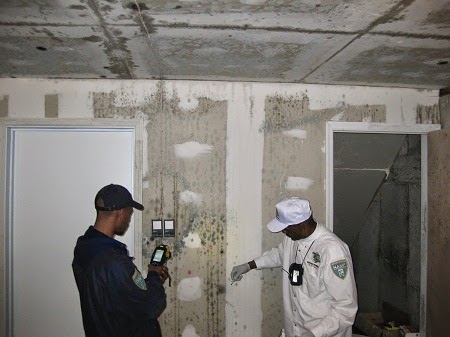 Mold Removal New York City: The Importance of a Home Mold Inspection in NYC