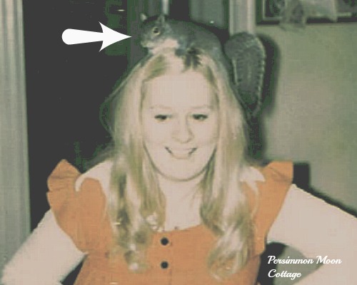 PERSIMMON MOON COTTAGE: SQUIRREL ON YOUR HEAD, OR BAD HAIR DAY?