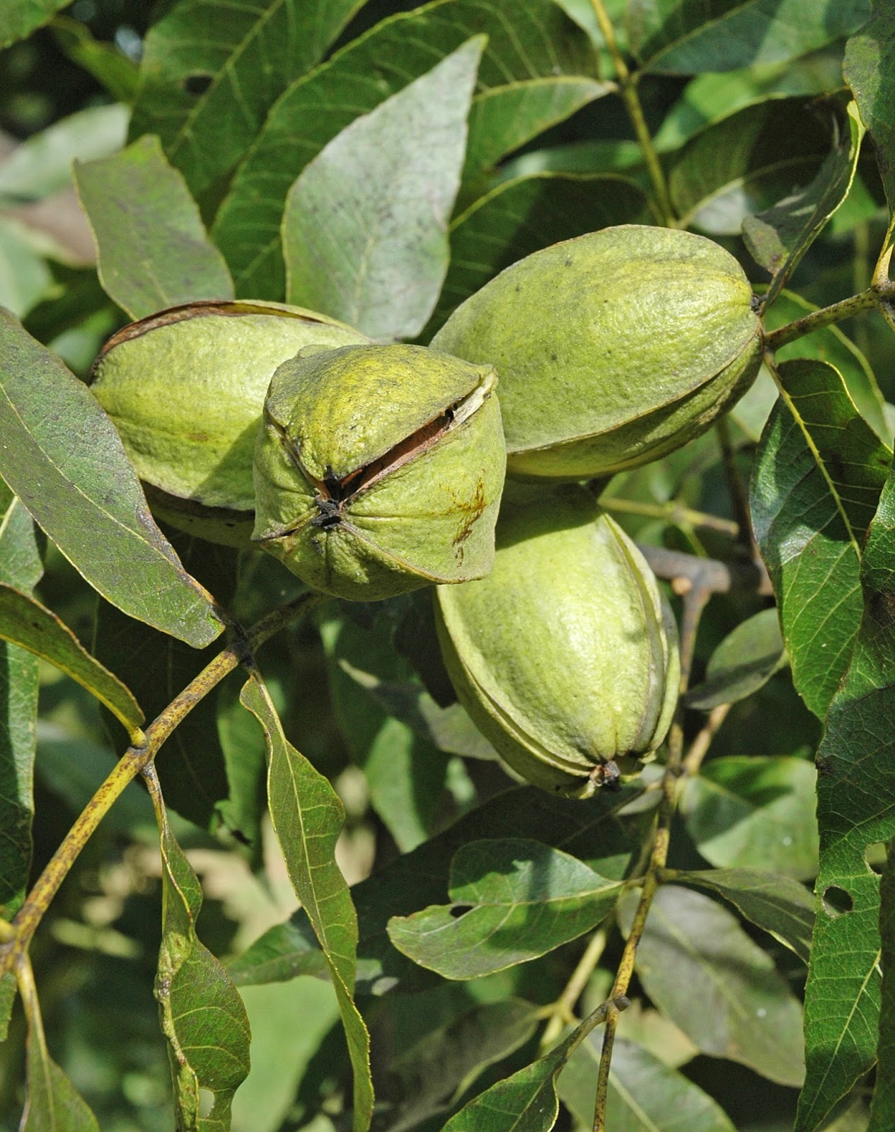 Northern Pecans: Early ripening pecan cultivars begin shuck split