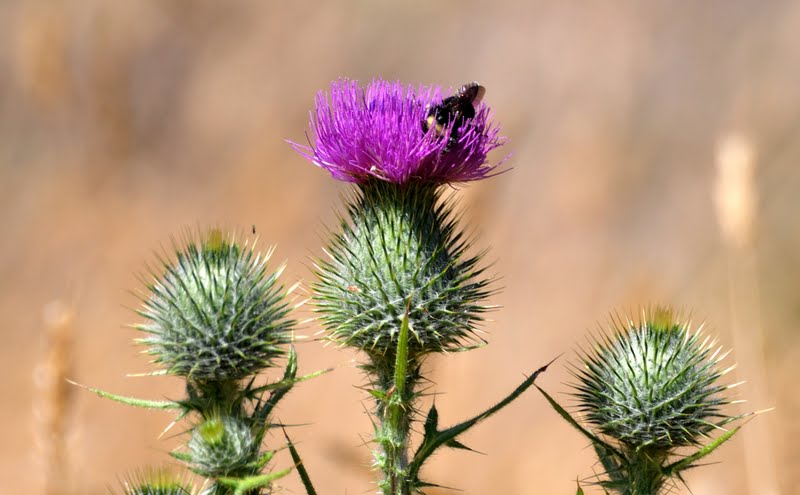 Barbara Rich Photography: Northern California Wildflowers and Native Plants
