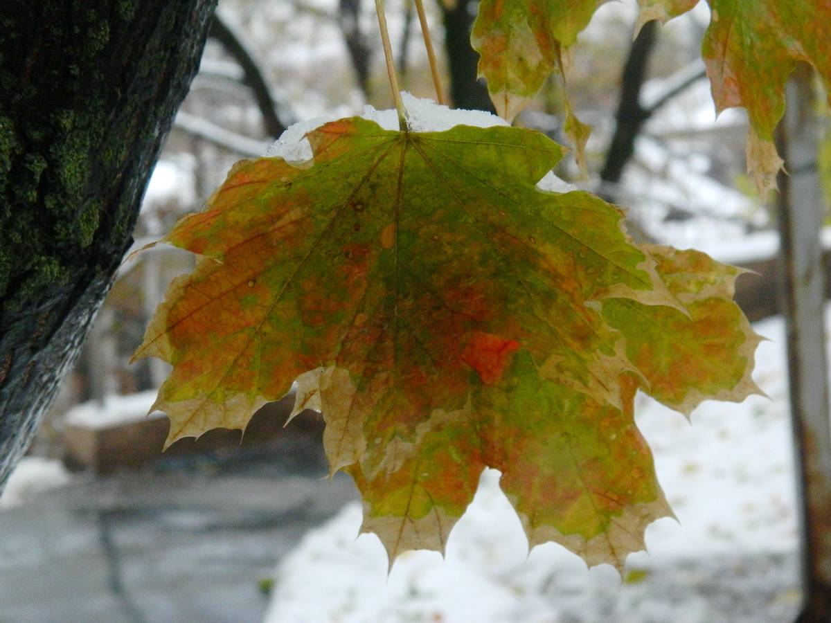 LA MULTI ANI, ROMANIA!: Frunze de artar inca in pom