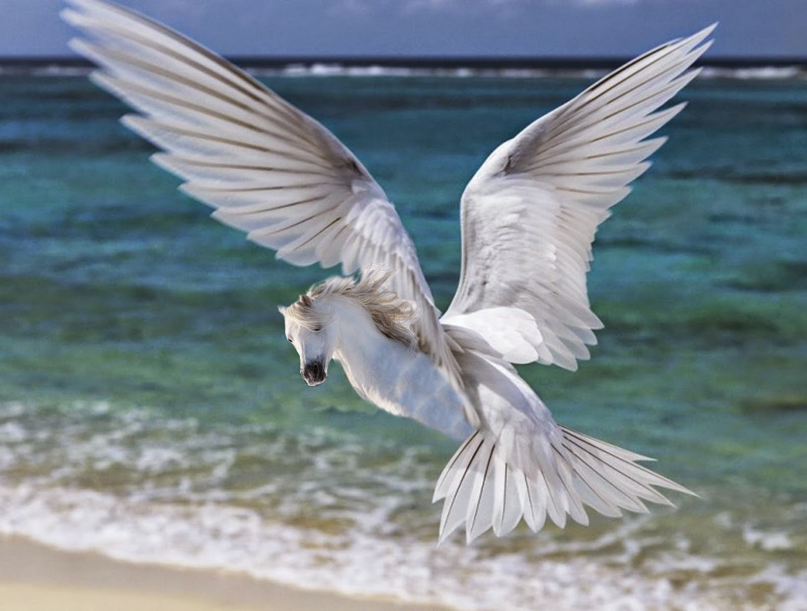 kristyn weaver's photography: animal morph | assignment