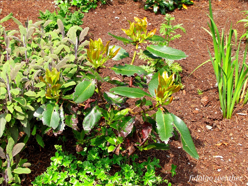 Are the Madrona Trees Dying?