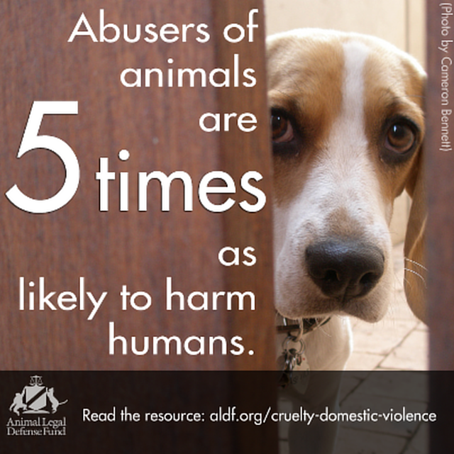 Pets N More: Understanding The Connection Between Animal Abuse and ...