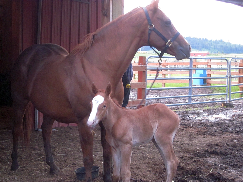 Rural Revolution: Cute colt