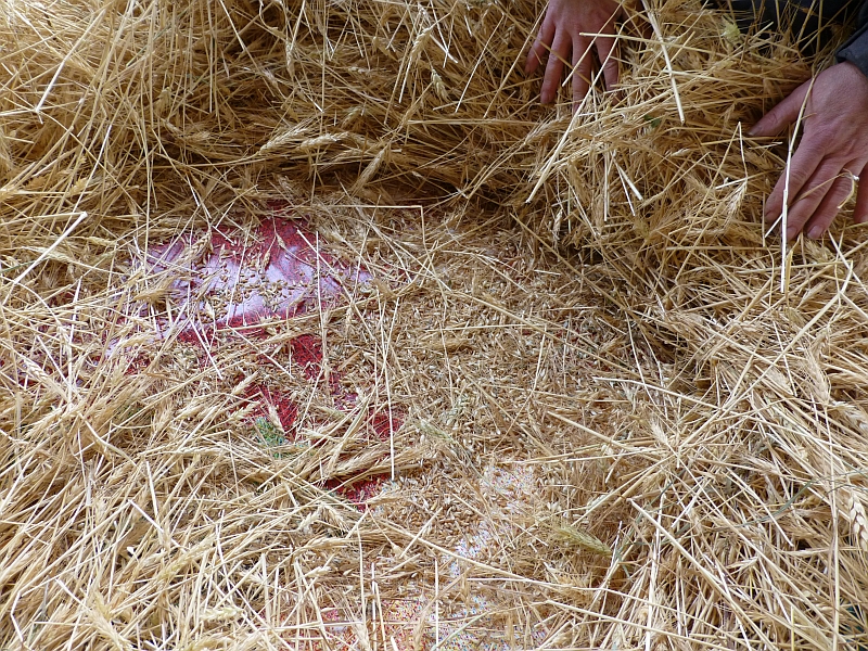 Rural Revolution: Threshing wheat