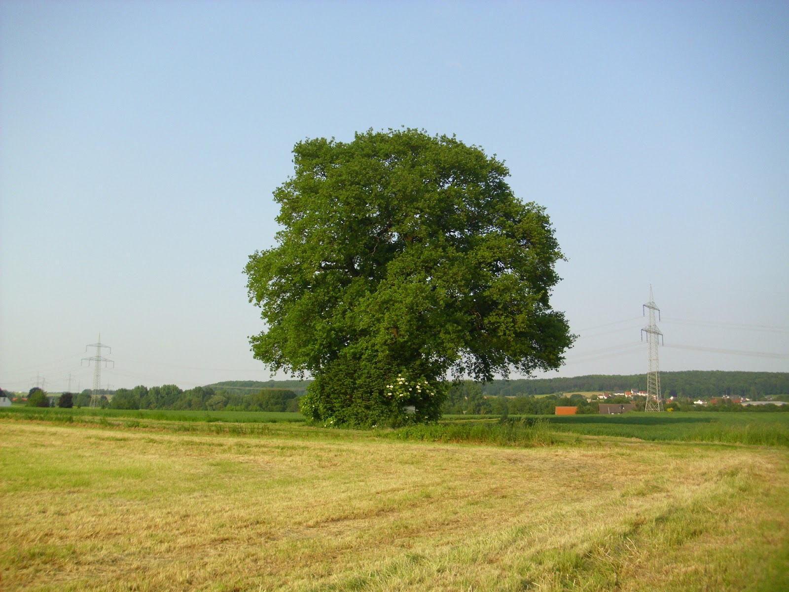 Herforder Bäume: freistehende Eichen in Oetinghausen