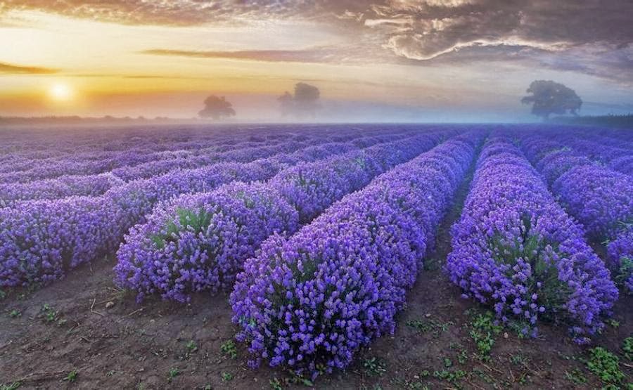 Gambar: Keindahan Ladang Lavender di Provence, Perancis | Nur Ellena ...