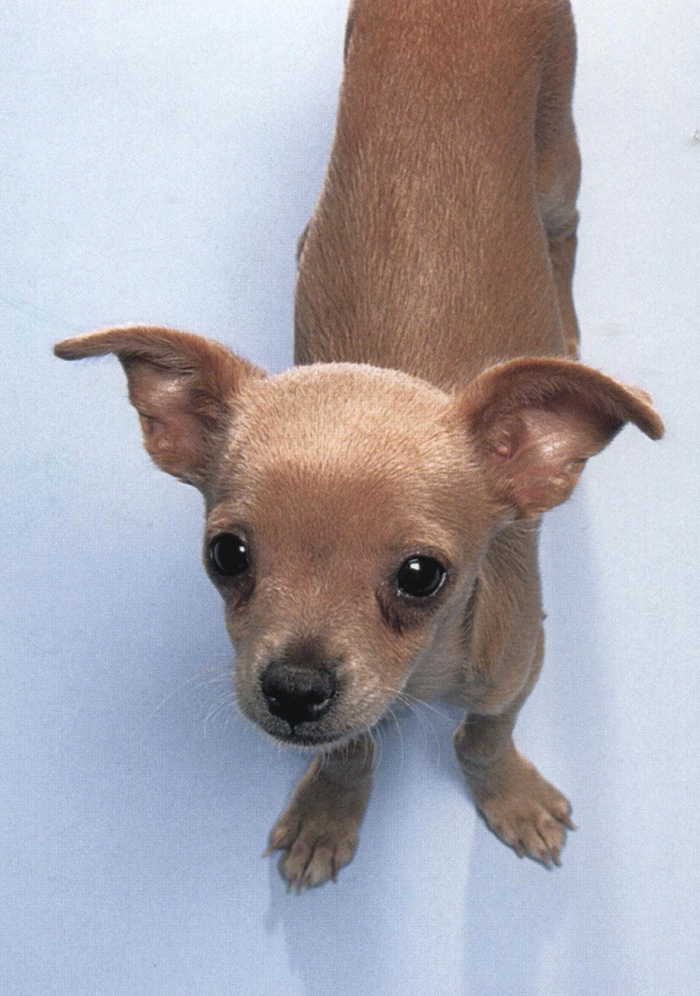 Mary's Be a GoodDog Blog: Chiuaua Lovers and Puppy updates