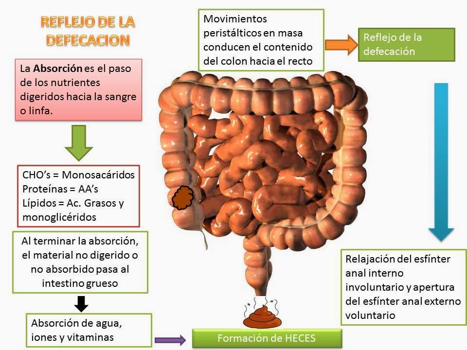 Fisiología básica de Karen Fernanda Sánchez Morales