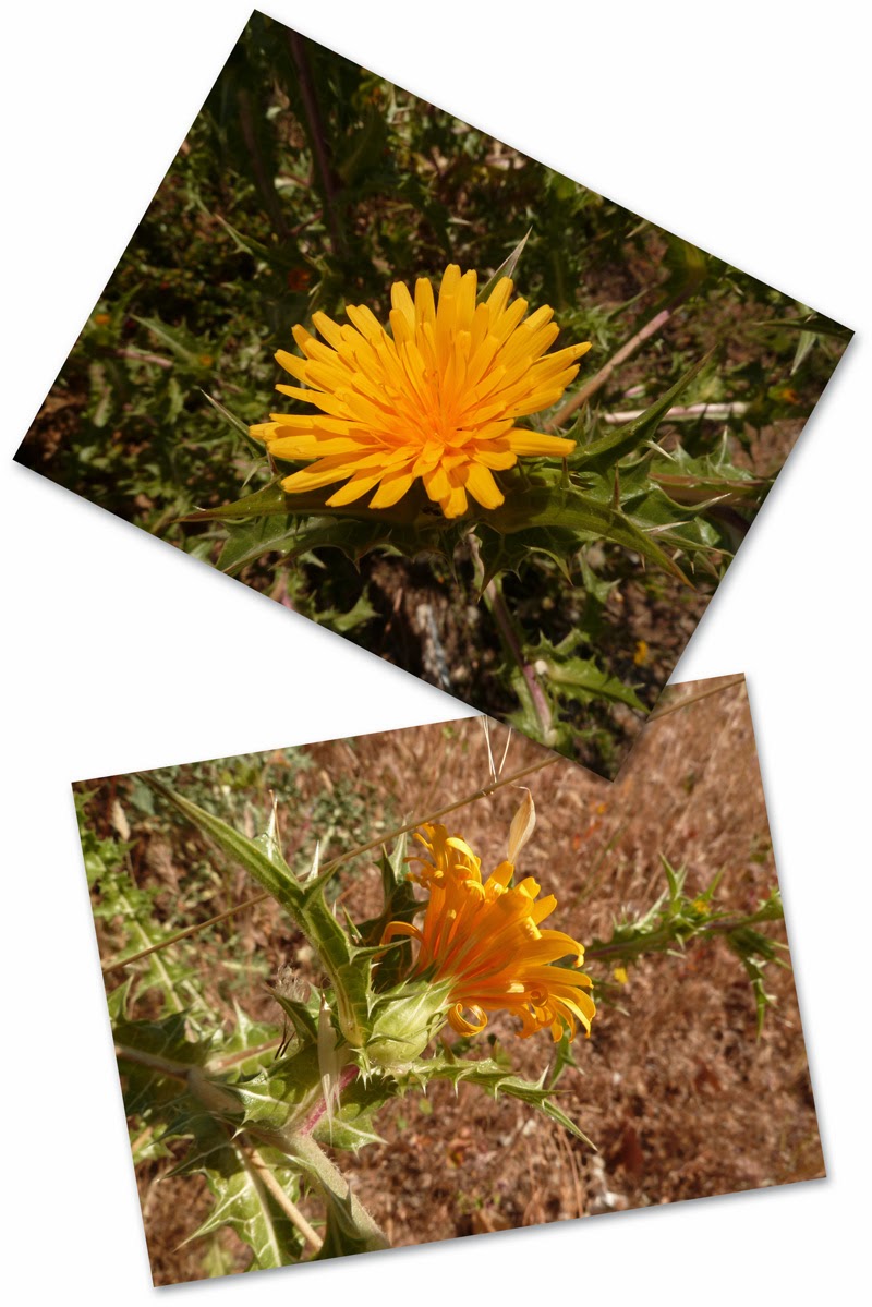 PlantArte en tu Oasis. Paisajismo y naturaleza para todos.: Plantas de ...