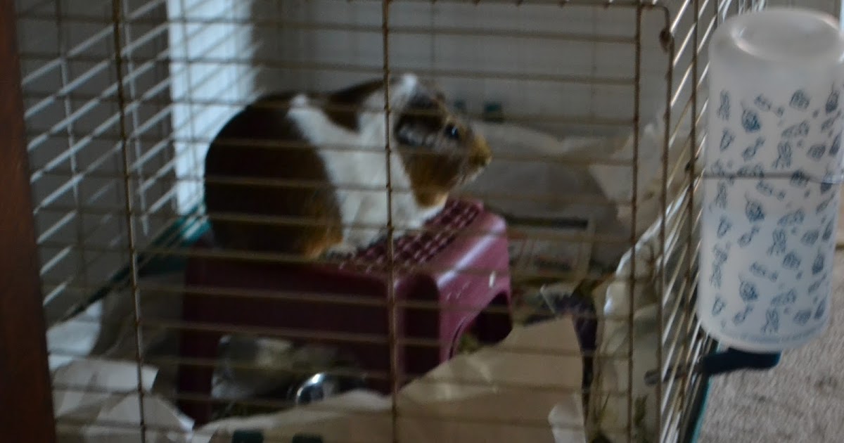 Pets & Critters Nook: Amazing Animals You Should Never Keep As A Pet