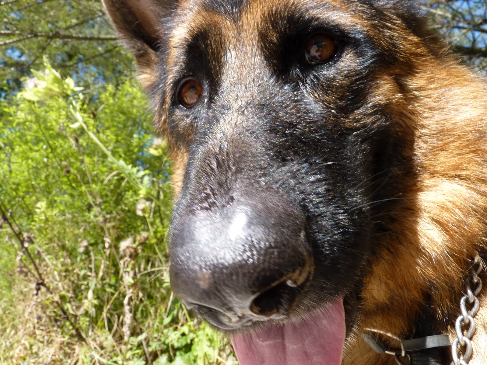 The Next 15000 Days: Master of living in the moment - meet the Wolf (Volk)