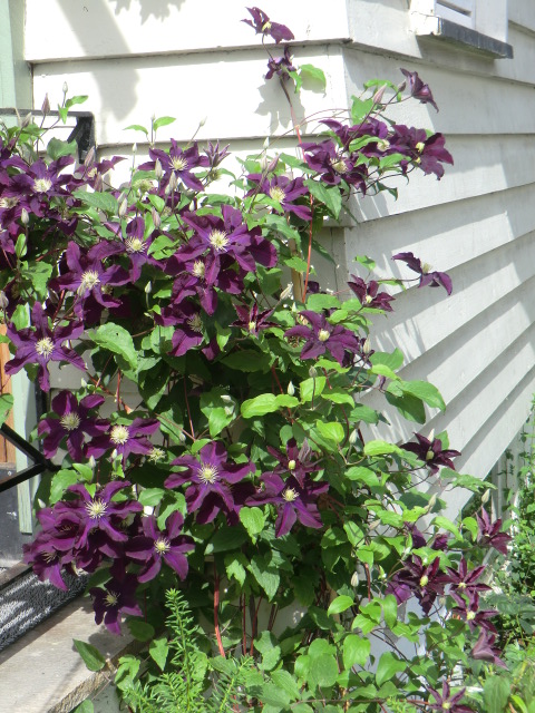 Romerikshaven: Mørke roser og klematis