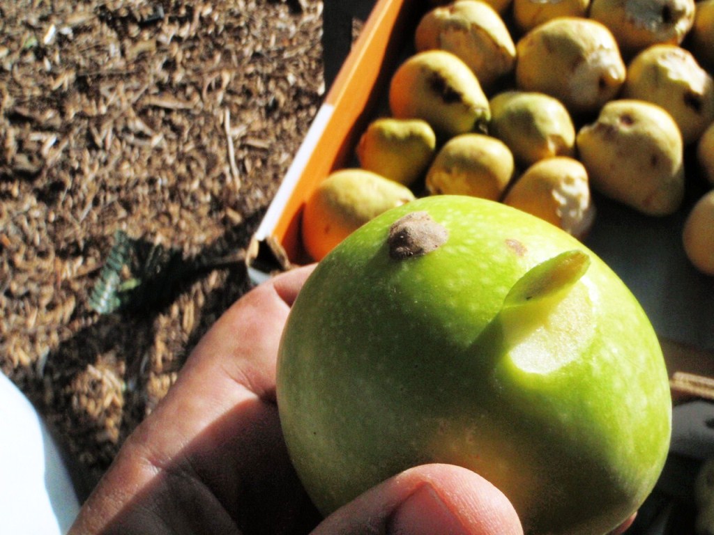 Xtremehorticulture of the Desert: Lots of Nutrients are in the Soil and ...