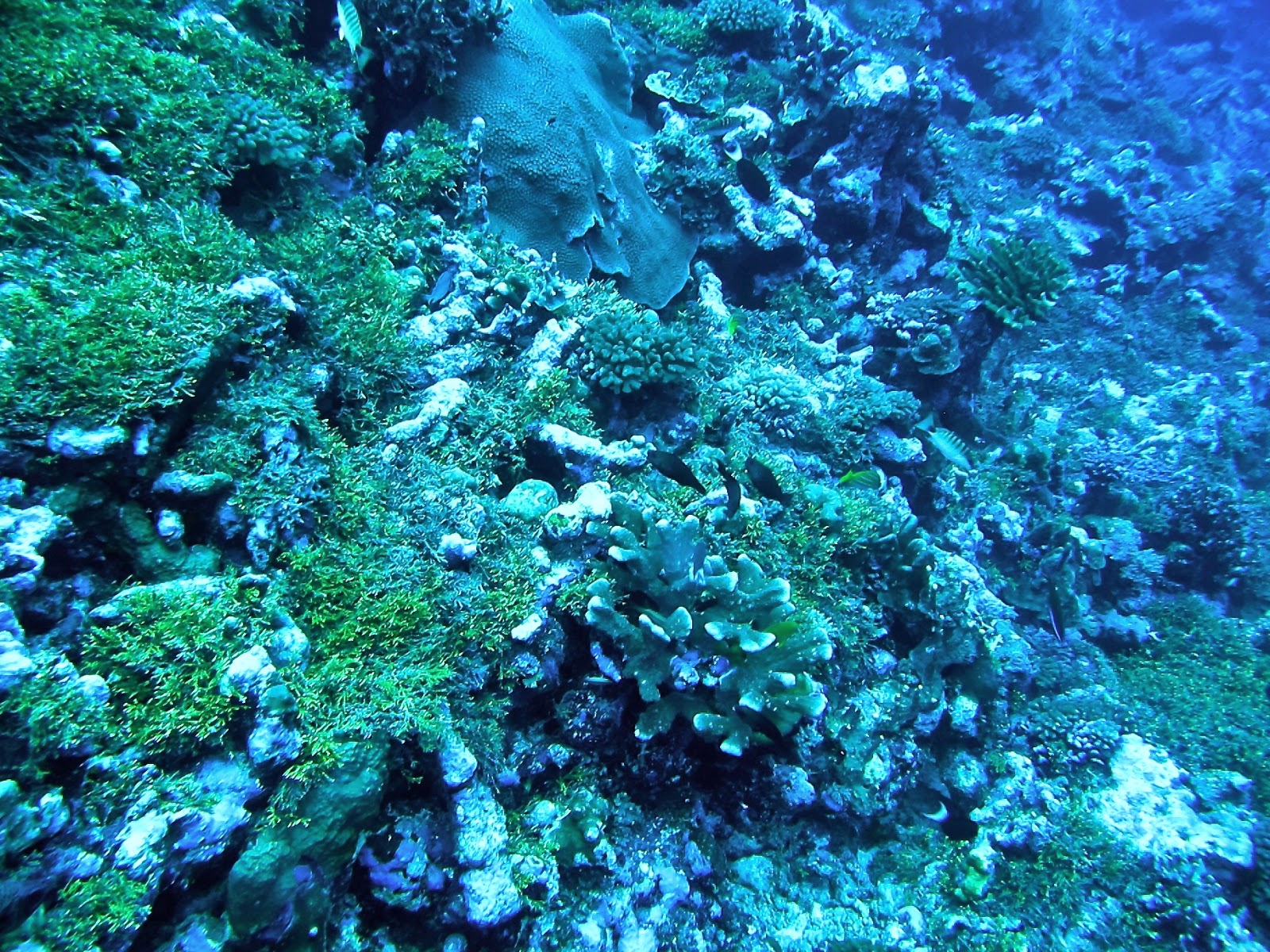 Palau's Merand : Helen Reef