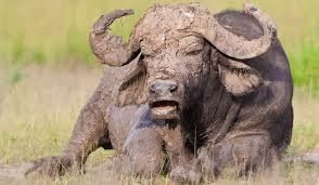 Bivolul African (Syncerus caffer) | WORLD ANIMALS