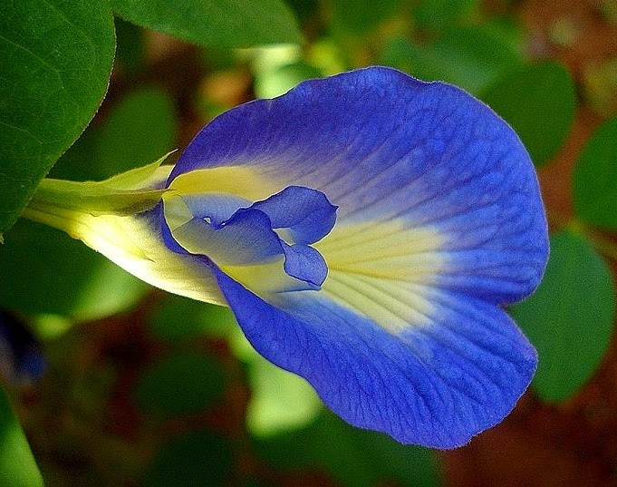 Jom Tanam Bunga: Bunga Ungu Terang