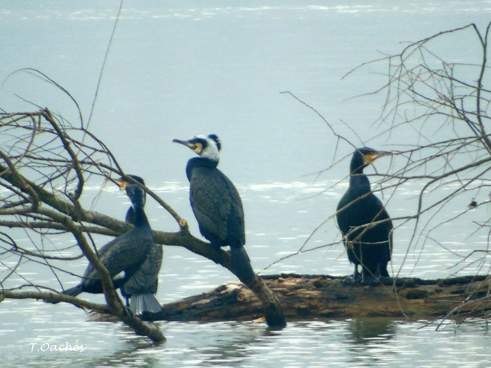 PASARI DIN ROMANIA: CORMORAN MARE, Phalacrocorax carbo