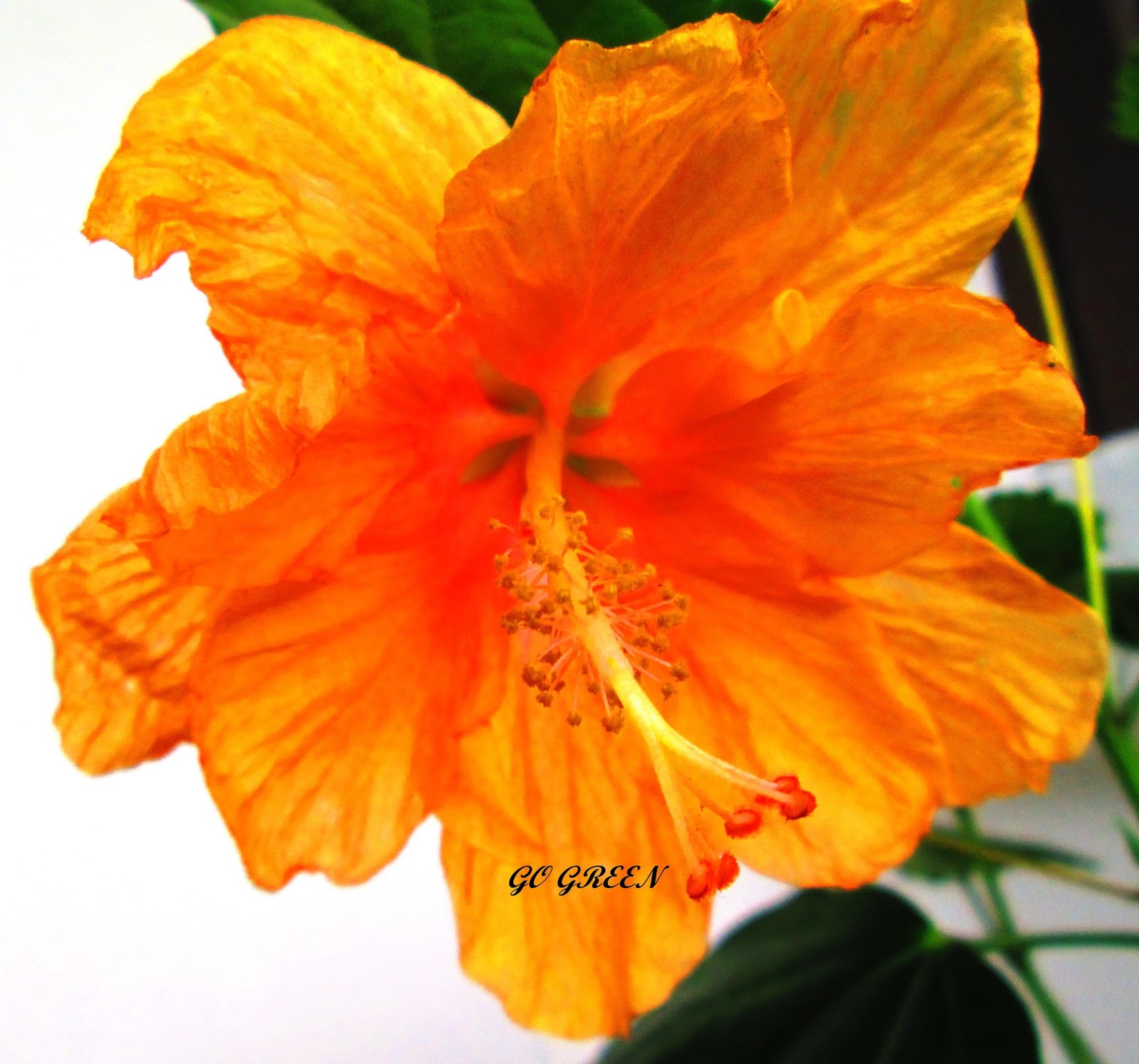 GoGreen Travel: Bunga Raya / Hibiscus